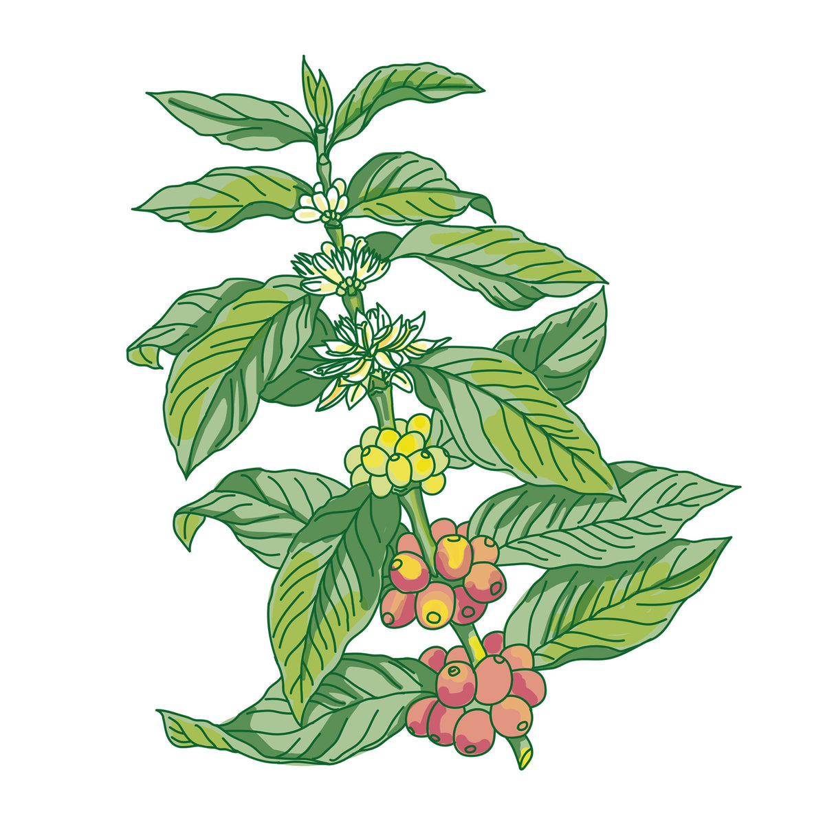 JOURNAL | The Anatomy of a Coffee Cherry | Lykke Kahvitilat
